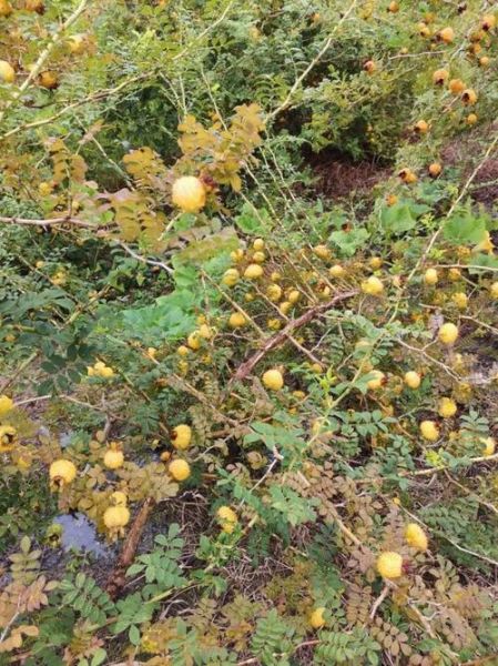 刺梨图片多少钱一斤_刺梨价格最新行情-第2张图片-山城妙识