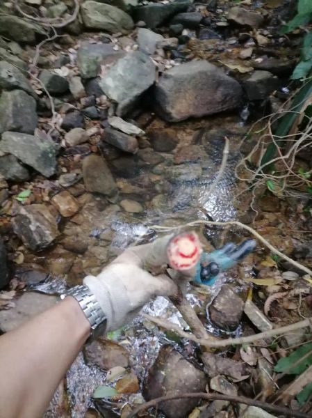 大血藤的功效与作用有哪些_大血藤图片长什么样-第1张图片-山城妙识