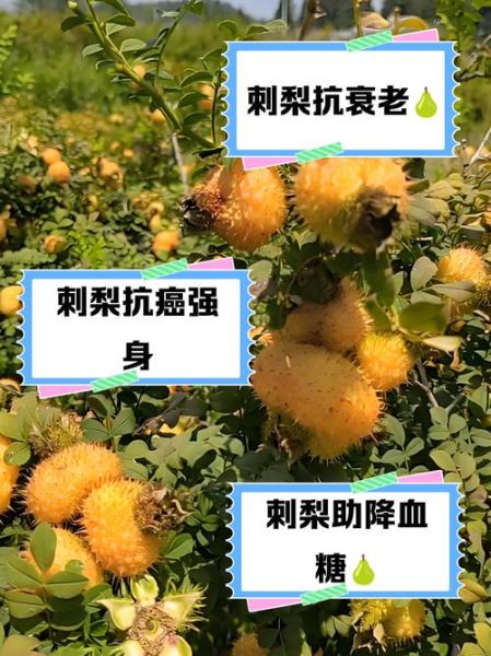 刺梨图片多少钱一斤_刺梨价格最新行情-第3张图片-山城妙识