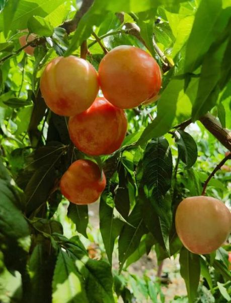 油桃和桃子有什么区别_油桃是桃子的变种吗-第1张图片-山城妙识