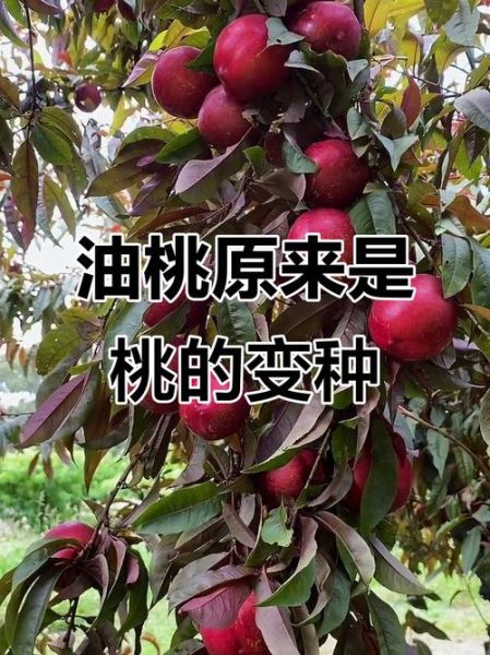 油桃和桃子有什么区别_油桃是桃子的变种吗-第2张图片-山城妙识