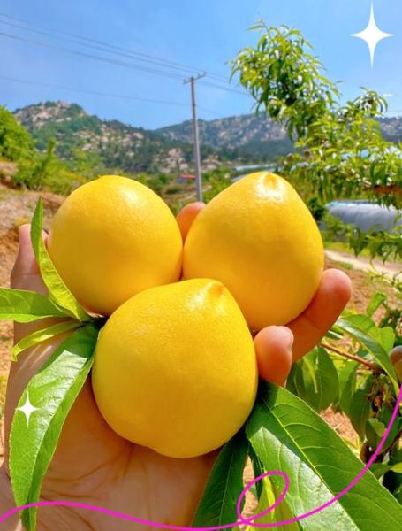 油桃和桃子有什么区别_油桃是桃子的变种吗-第3张图片-山城妙识