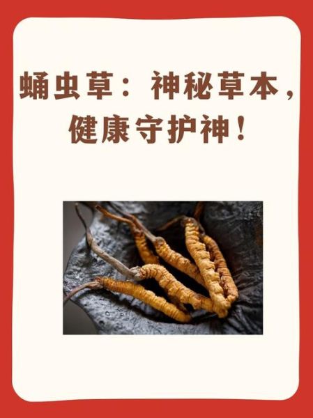 蛹虫草的功效与作用及食用方法_蛹虫草怎么吃效果最好-第2张图片-山城妙识 蛹虫草的功效与作用及食用方法_蛹虫草怎么吃效果最好-第2张图片-山城妙识