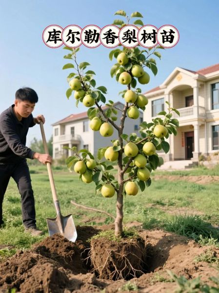 梨树苗多少钱一棵_梨树苗价格表-第1张图片-山城妙识 梨树苗多少钱一棵_梨树苗价格表-第1张图片-山城妙识