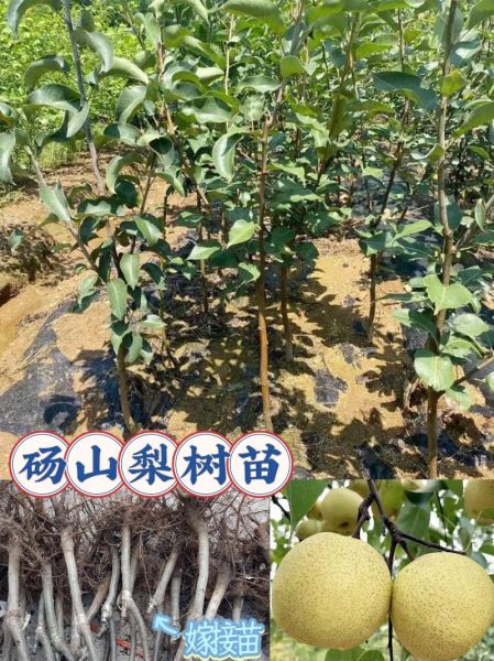 梨树苗多少钱一棵_梨树苗价格表-第3张图片-山城妙识 梨树苗多少钱一棵_梨树苗价格表-第3张图片-山城妙识