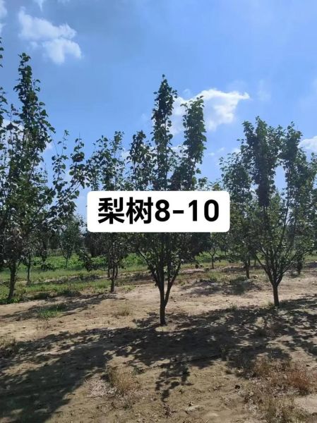 梨树苗多少钱一棵_梨树苗价格表-第2张图片-山城妙识 梨树苗多少钱一棵_梨树苗价格表-第2张图片-山城妙识