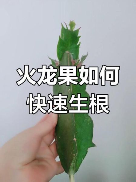 火龙果怎么修剪才结果_火龙果修剪方法-第3张图片-山城妙识