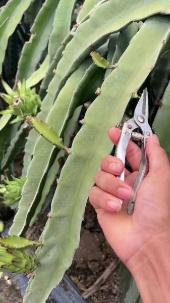 火龙果怎么修剪才结果_火龙果修剪方法-第1张图片-山城妙识