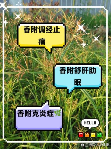 香附能治什么病_香附的副作用有哪些-第2张图片-山城妙识 香附能治什么病_香附的副作用有哪些-第2张图片-山城妙识