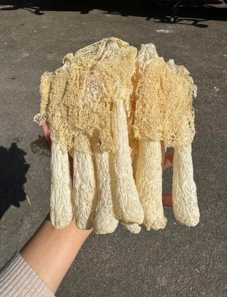 干竹荪网状部分要去掉吗_竹荪菌盖和菌托怎么处理-第3张图片-山城妙识