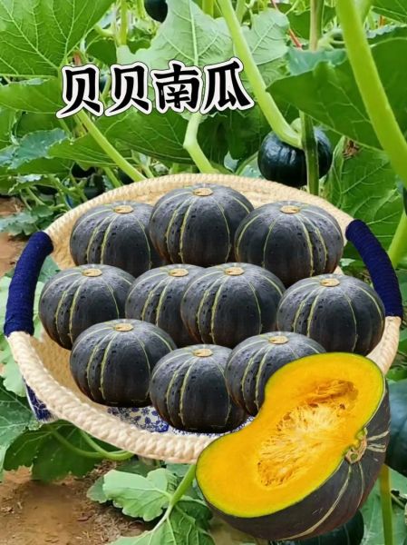 南瓜图片大全大图_如何挑选高清素材-第2张图片-山城妙识