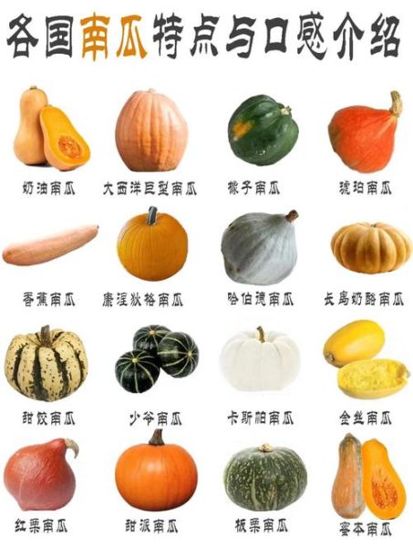 南瓜图片大全大图_如何挑选高清素材-第1张图片-山城妙识