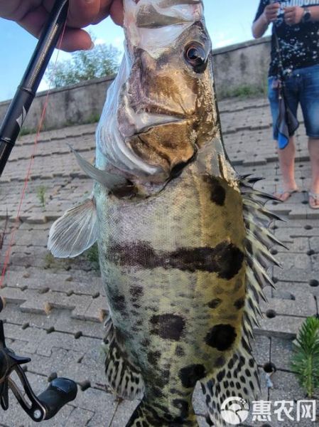 鳜鱼图片高清_鳜鱼高清图怎么拍-第1张图片-山城妙识 鳜鱼图片高清_鳜鱼高清图怎么拍-第1张图片-山城妙识