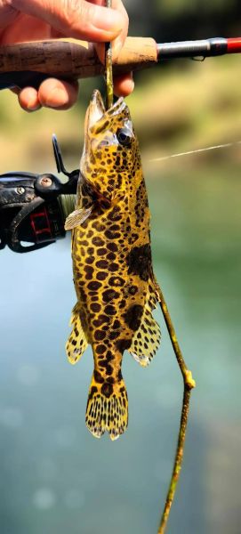 鳜鱼图片高清_鳜鱼高清图怎么拍-第3张图片-山城妙识 鳜鱼图片高清_鳜鱼高清图怎么拍-第3张图片-山城妙识