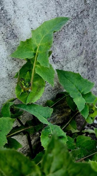 苦苣菜图片长什么样_如何辨认苦苣菜-第1张图片-山城妙识