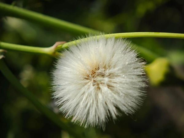 苦苣菜图片长什么样_如何辨认苦苣菜-第2张图片-山城妙识