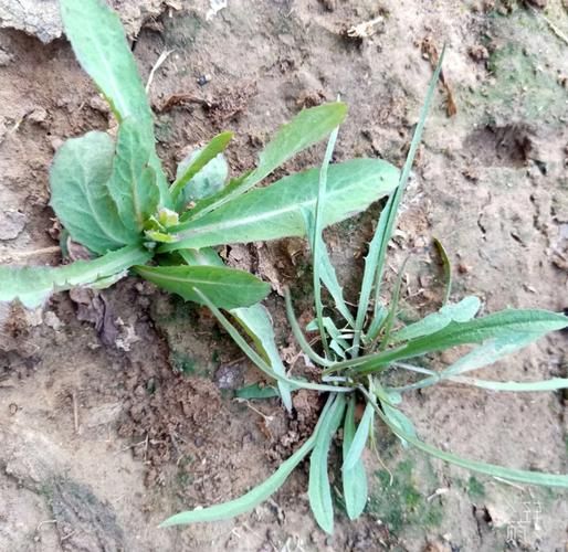 苦苣菜图片长什么样_如何辨认苦苣菜-第3张图片-山城妙识