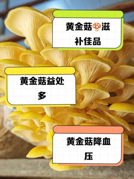 黄金菇怎么挑选_黄金菇的营养价值-第2张图片-山城妙识 黄金菇怎么挑选_黄金菇的营养价值-第2张图片-山城妙识