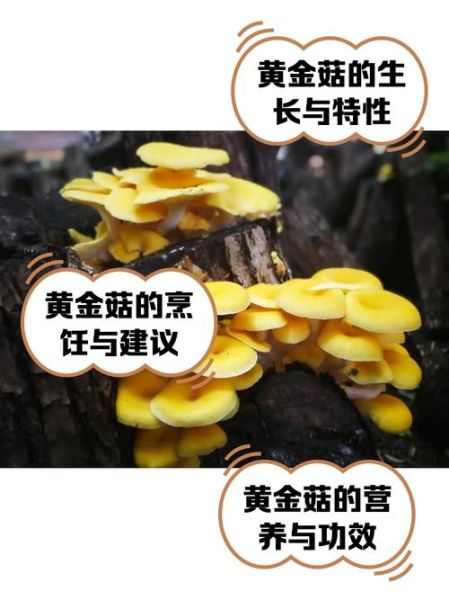 黄金菇怎么挑选_黄金菇的营养价值-第1张图片-山城妙识 黄金菇怎么挑选_黄金菇的营养价值-第1张图片-山城妙识
