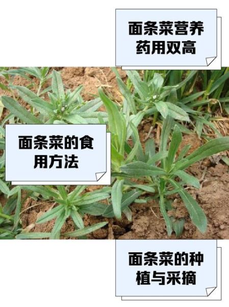 面条菜什么时候播种最好_面条菜几月份种最合适-第1张图片-山城妙识