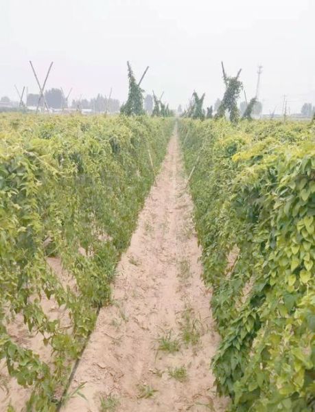 麻山药种植技术_麻山药亩产量多少斤-第1张图片-山城妙识