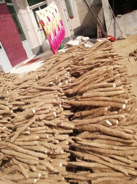 麻山药种植技术_麻山药亩产量多少斤-第2张图片-山城妙识