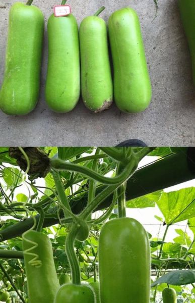 瓠瓜图片大全_瓠瓜和葫芦区别在哪-第2张图片-山城妙识 瓠瓜图片大全_瓠瓜和葫芦区别在哪-第2张图片-山城妙识