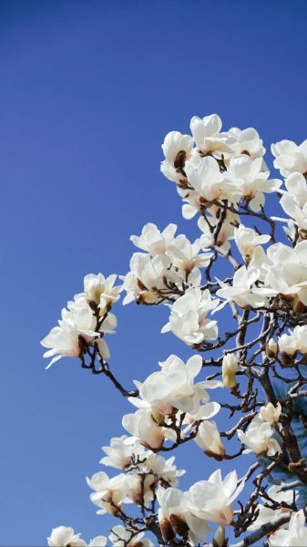 玉兰树图片怎么拍_玉兰树什么时候开花-第1张图片-山城妙识