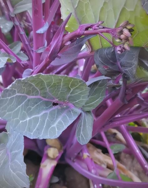 苔菜长什么样子_苔菜生长周期多久-第1张图片-山城妙识