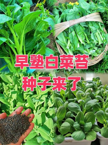 苔菜长什么样子_苔菜生长周期多久-第3张图片-山城妙识