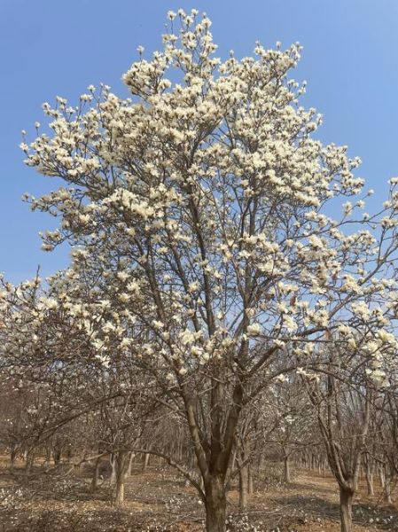 玉兰树图片怎么拍_玉兰树什么时候开花-第2张图片-山城妙识