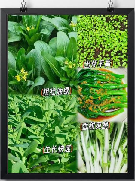苔菜长什么样子_苔菜生长周期多久-第2张图片-山城妙识