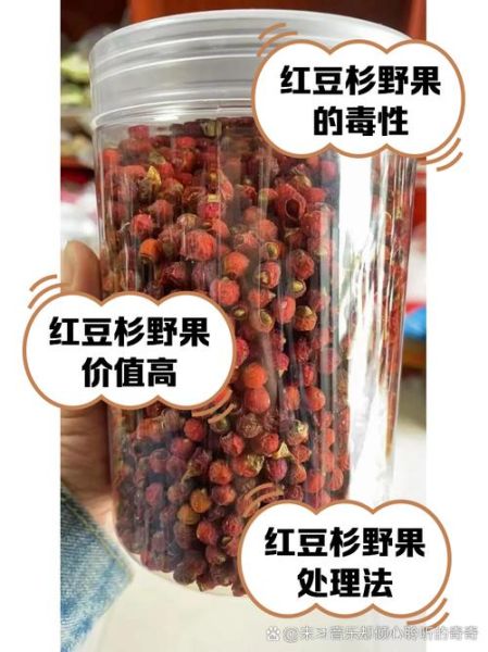 红豆杉果实的功效与作用_红豆杉果实怎么吃才安全-第3张图片-山城妙识