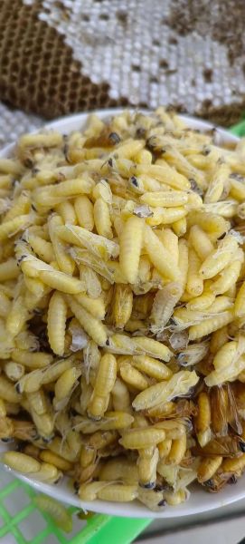 蜂蛹图片_蜂蛹可以吃吗-第1张图片-山城妙识