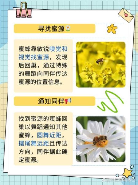 蜜蜂怎么筑巢_蜜蜂如何采蜜-第1张图片-山城妙识 蜜蜂怎么筑巢_蜜蜂如何采蜜-第1张图片-山城妙识