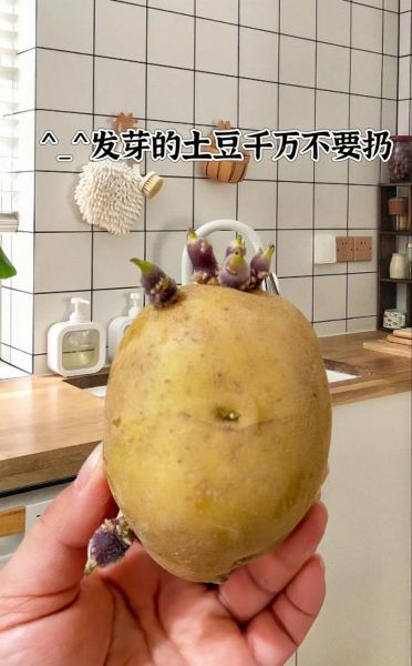 土豆发芽到什么程度不能吃_如何判断土豆发芽程度-第2张图片-山城妙识