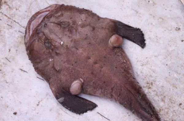 安康鱼图片_为什么恐怖-第1张图片-山城妙识