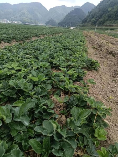 一亩大棚草莓一年利润多少_草莓大棚种植成本与收益-第2张图片-山城妙识