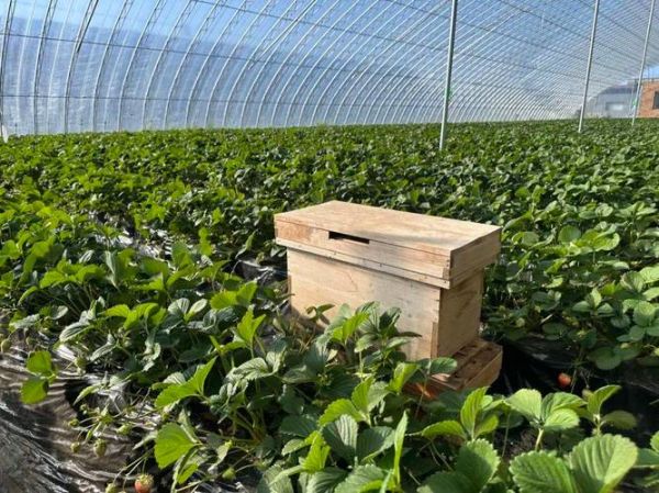 一亩大棚草莓一年利润多少_草莓大棚种植成本与收益-第3张图片-山城妙识