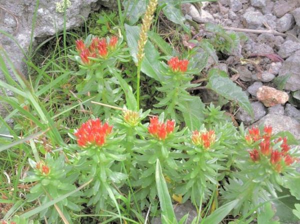 红景天长什么样_红景天植物图片怎么辨别-第1张图片-山城妙识 红景天长什么样_红景天植物图片怎么辨别-第1张图片-山城妙识