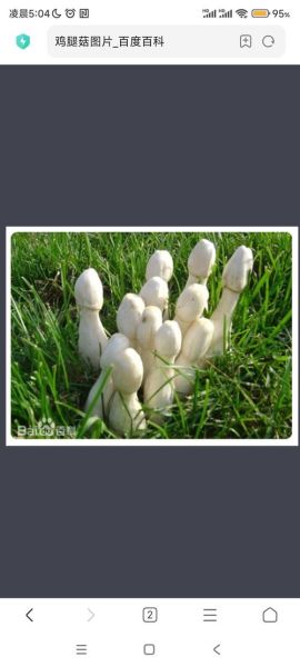 野生鸡腿菇图片怎么识别_鸡腿菇与毒菇区别-第3张图片-山城妙识