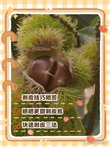 板栗剥皮怎么剥才好剥_生板栗快速去皮方法-第2张图片-山城妙识 板栗剥皮怎么剥才好剥_生板栗快速去皮方法-第2张图片-山城妙识