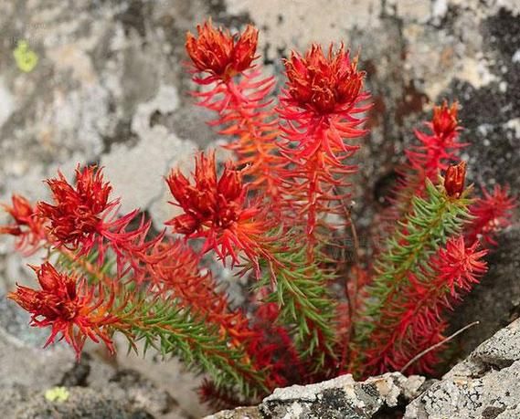 红景天长什么样_红景天植物图片怎么辨别-第2张图片-山城妙识 红景天长什么样_红景天植物图片怎么辨别-第2张图片-山城妙识