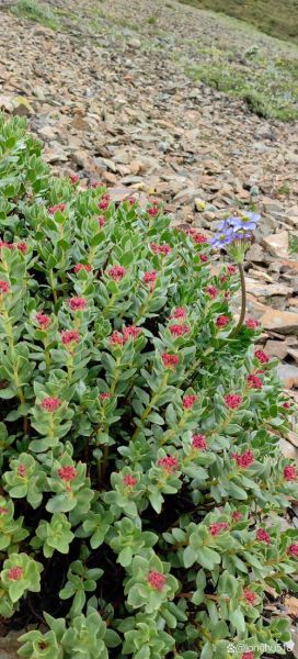 红景天长什么样_红景天植物图片怎么辨别-第3张图片-山城妙识 红景天长什么样_红景天植物图片怎么辨别-第3张图片-山城妙识