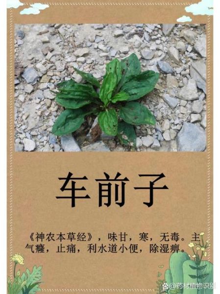 车前子能降尿酸吗_车前子功效与作用主治-第2张图片-山城妙识