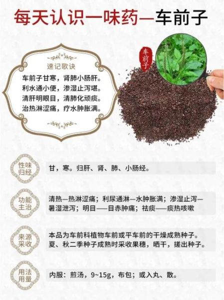 车前子能降尿酸吗_车前子功效与作用主治-第3张图片-山城妙识