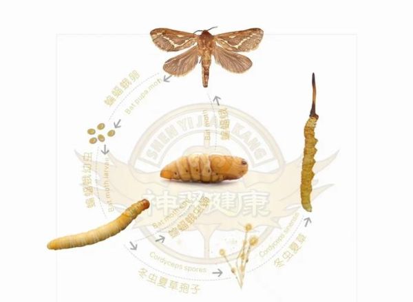 冬虫夏草是什么生物_冬虫夏草怎么形成的-第2张图片-山城妙识