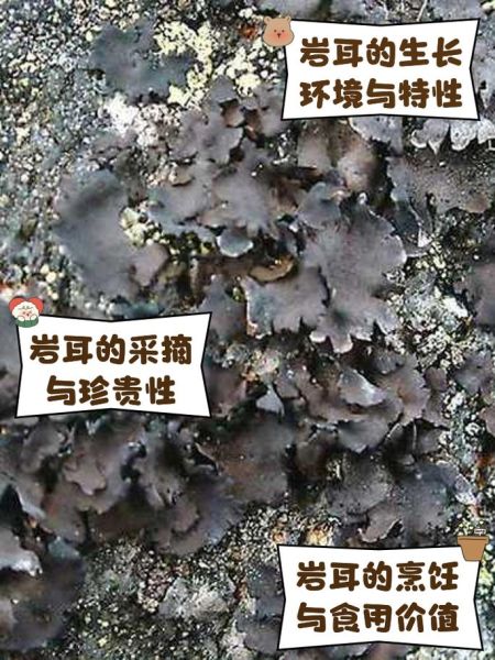 石耳的功效与作用及禁忌_石耳什么人不能吃-第1张图片-山城妙识