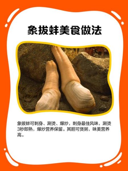 蚌怎么读拼音_蚌的读音是什么-第3张图片-山城妙识