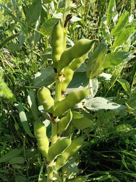 生蚕豆怎么煮_生蚕豆焯水多久-第1张图片-山城妙识